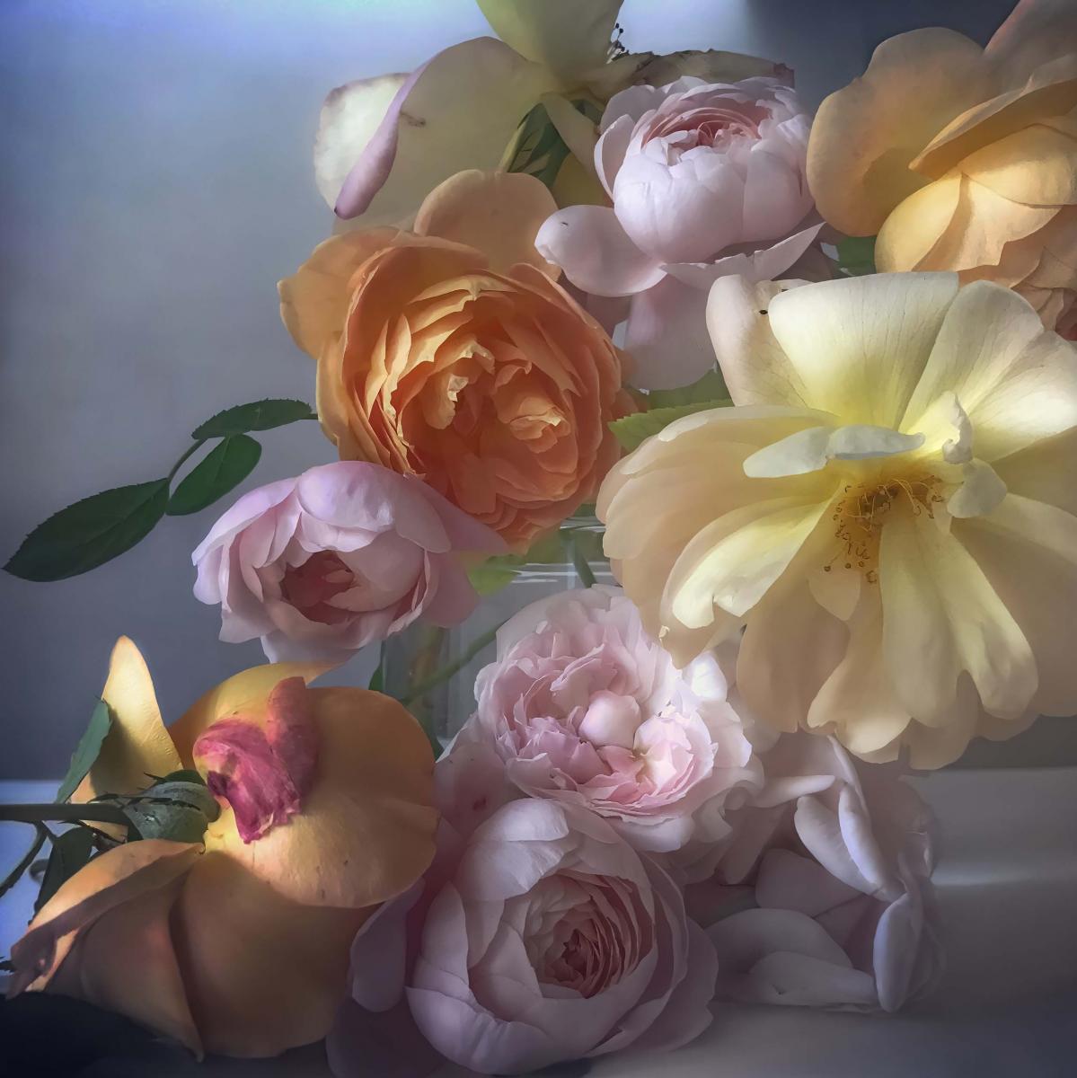 Coming Up Roses with Nick Knight | The Arts Society