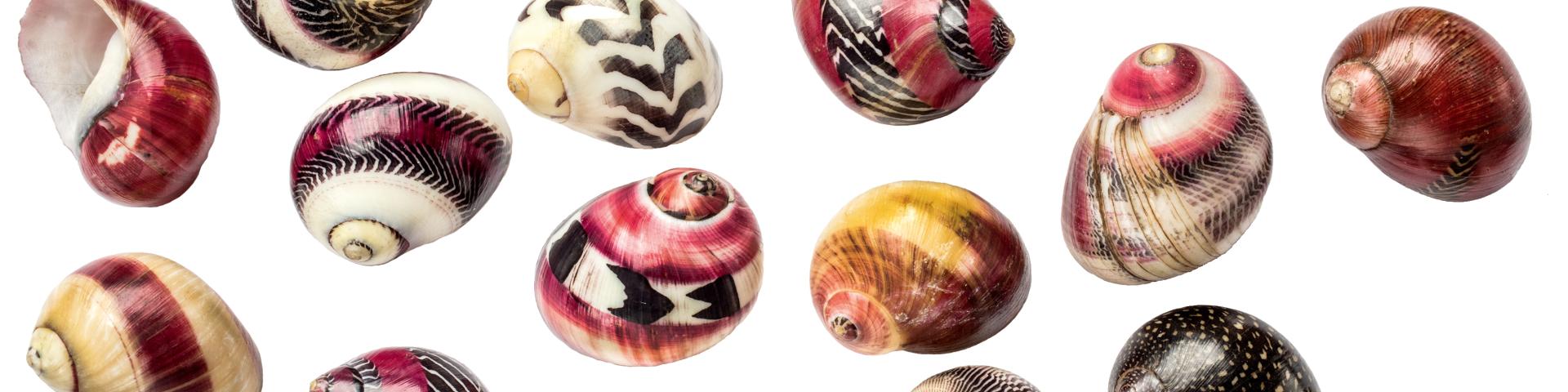 8 things we’ve discovered about the story of shells, artists and ...
